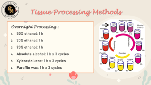 Demystifying Histopathology Techniques: A Step-by-Step Guide for ...